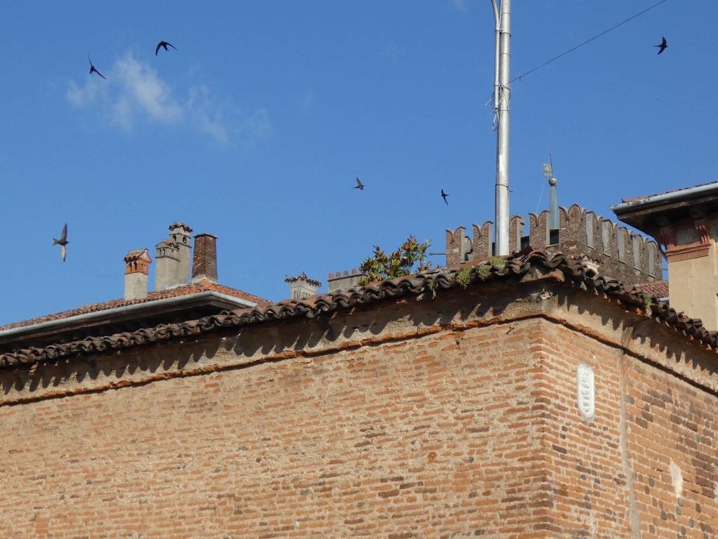 ALLA SCOPERTA DEI RONDONI